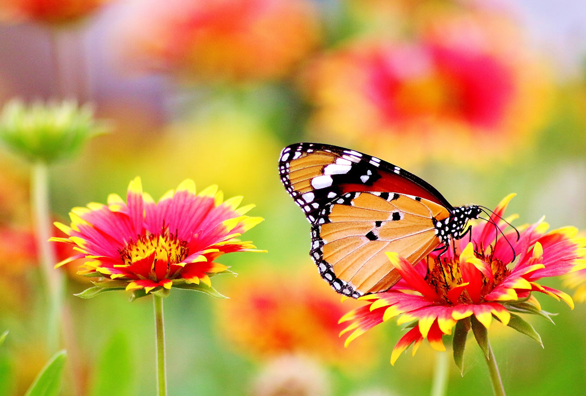 Lo que no sabías de las mariposas | Blog Xochitla