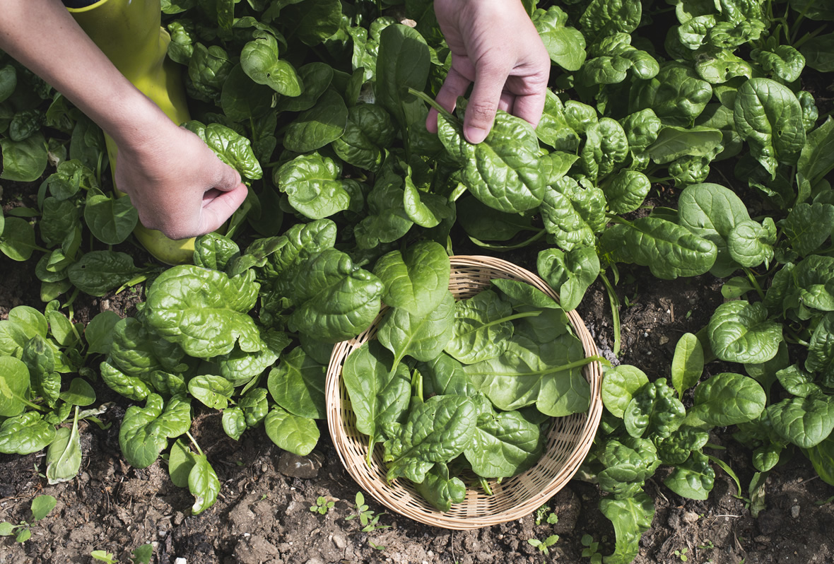 Consejos para tener un huerto familiar | Blog Xochitla