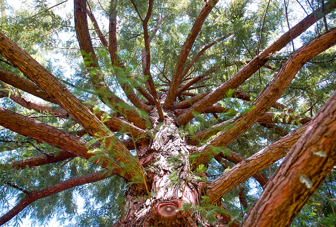 Ahuehuete el Árbol Nacional | Blog Xochitla