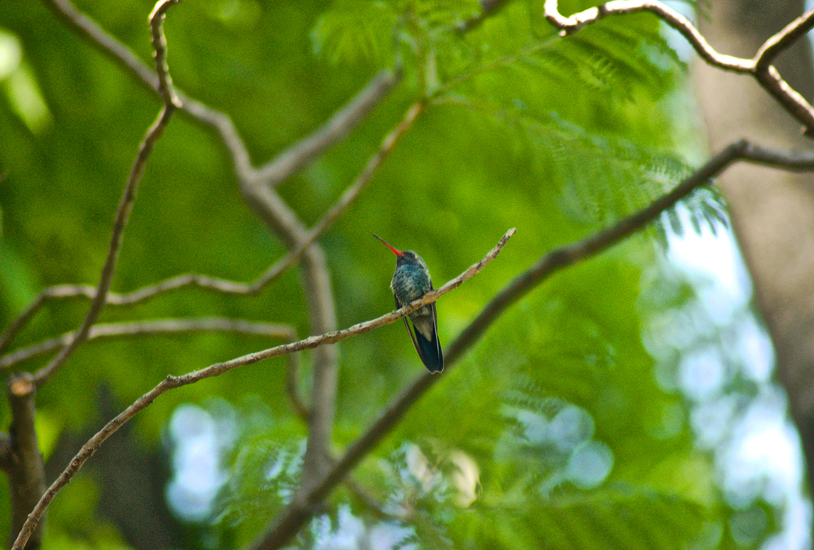 Conoce esto sobre el colibrí pico ancho | Blog Xochitla