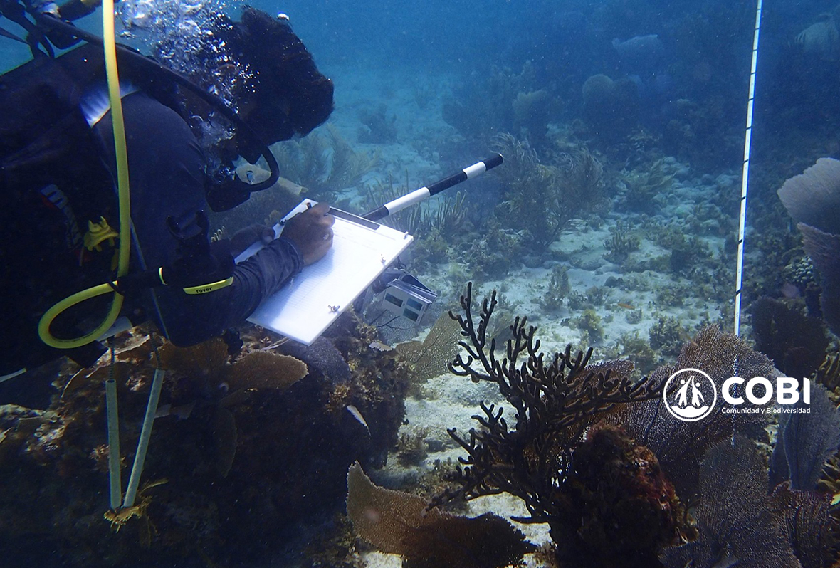 Conoce a COBI | Blog Xochitla